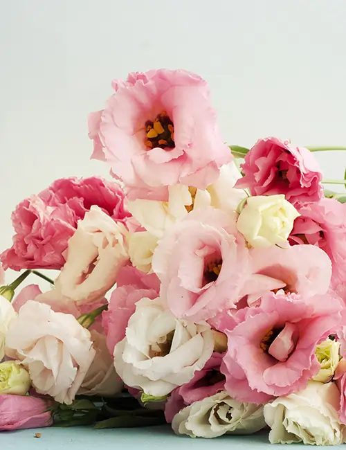 Lisianthus rosa store