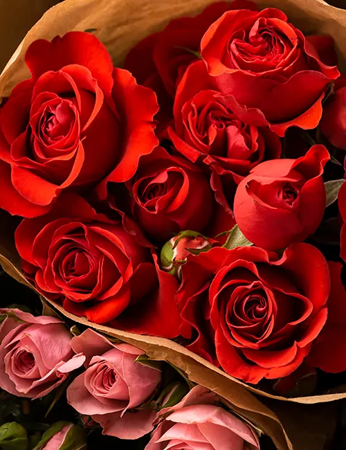 Beautiful Red Rose Flowers In The World Send Romantic Roses All Over