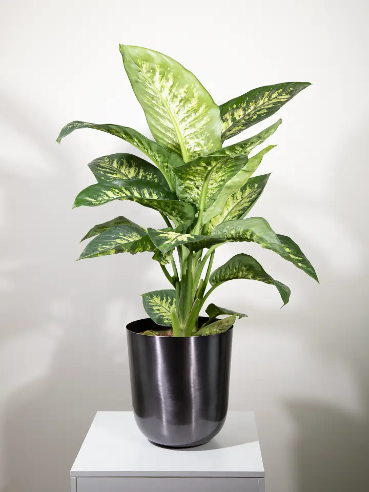 Pianta Dieffenbachia Verde da Interno - Acquista Online