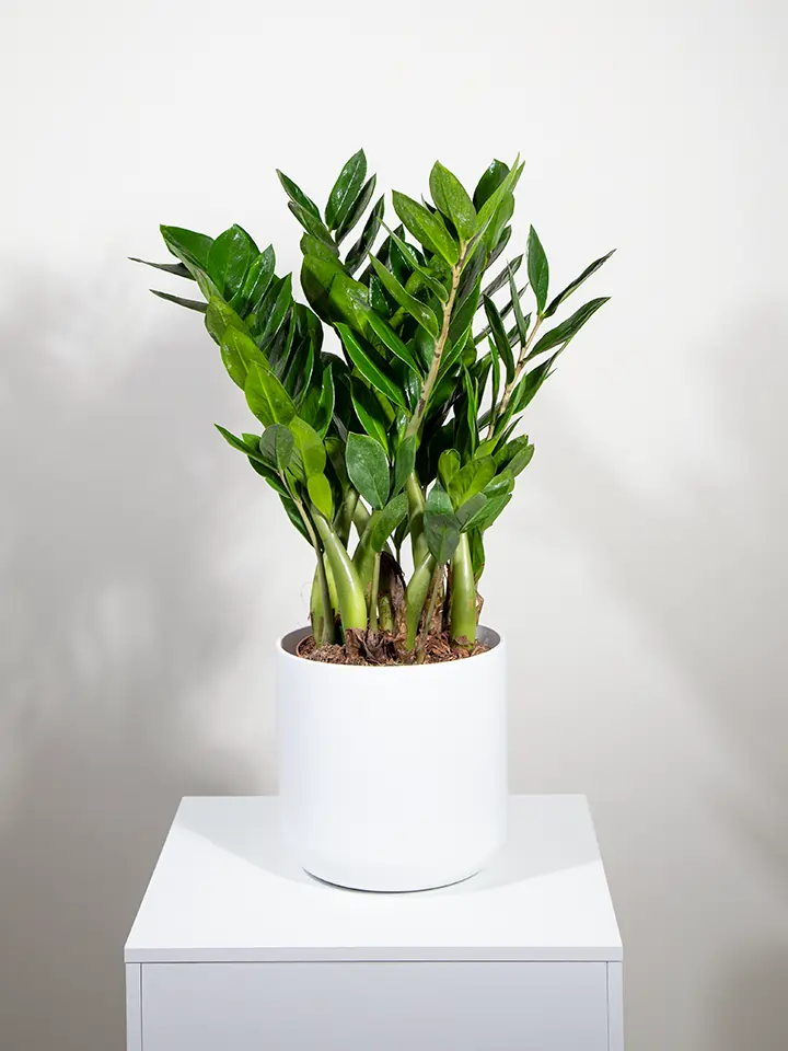 Pianta sempreverde di Zamioculcas