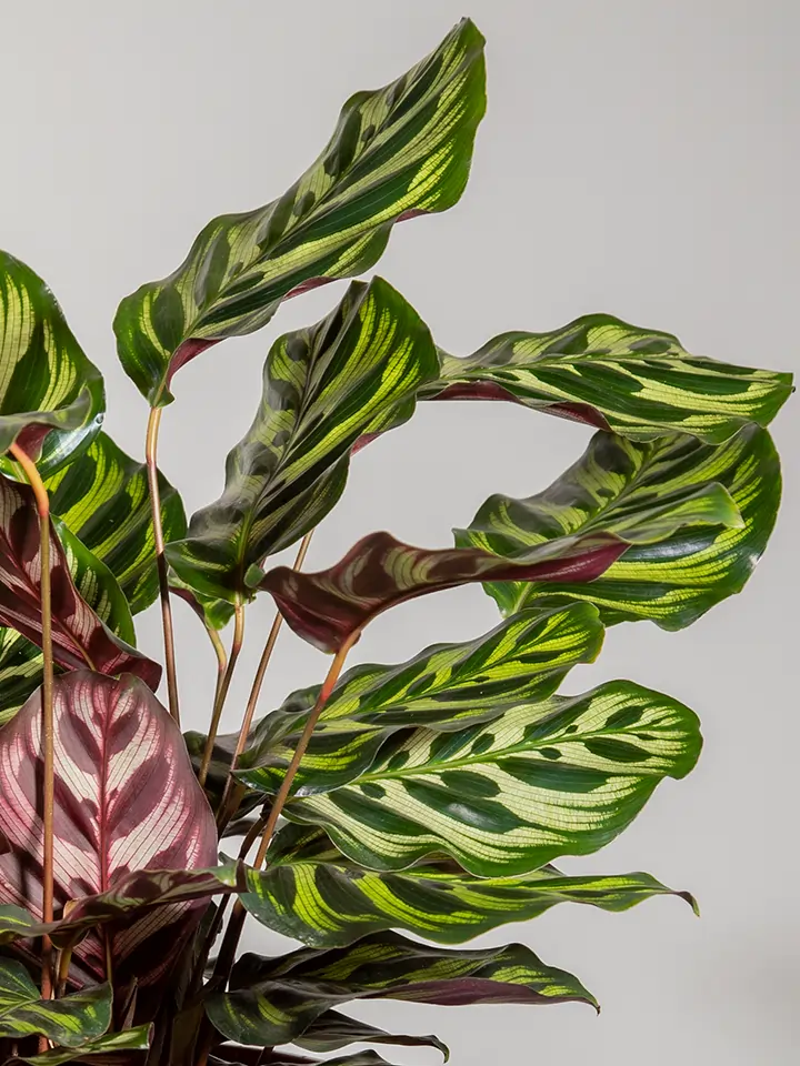 Elegant Calathea plant with decorative leaves