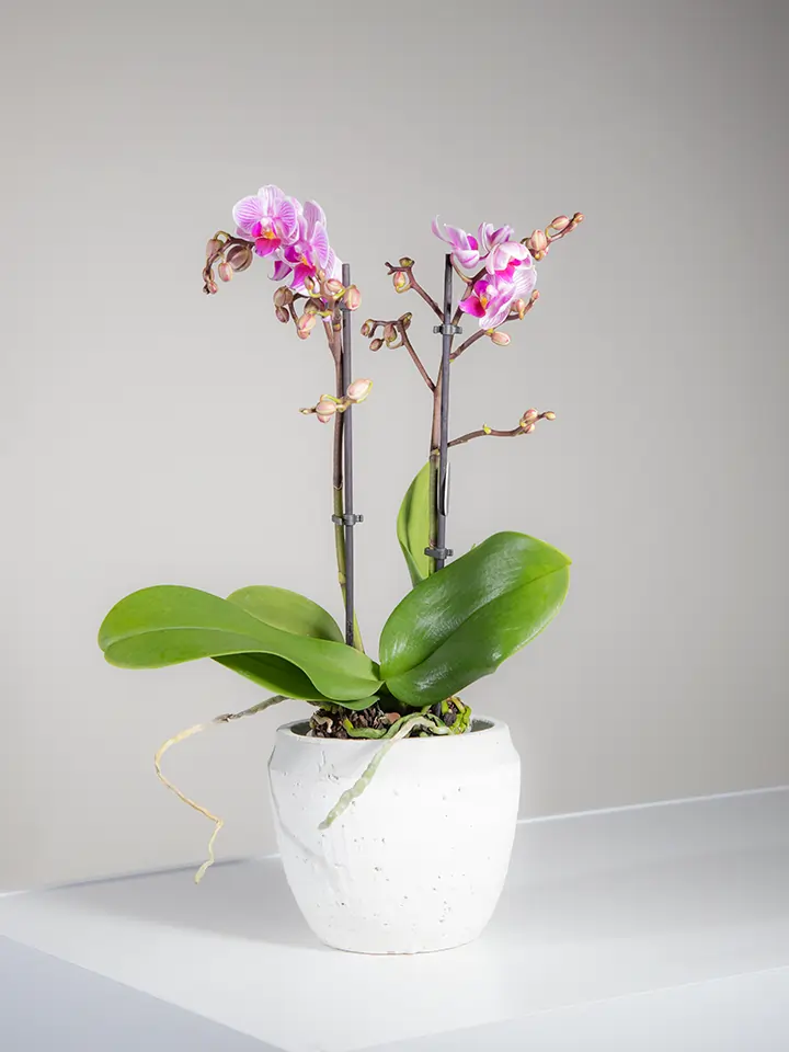 Mini Orchidea Rosa Screziata - Consegna a Domicilio | Faxiflora