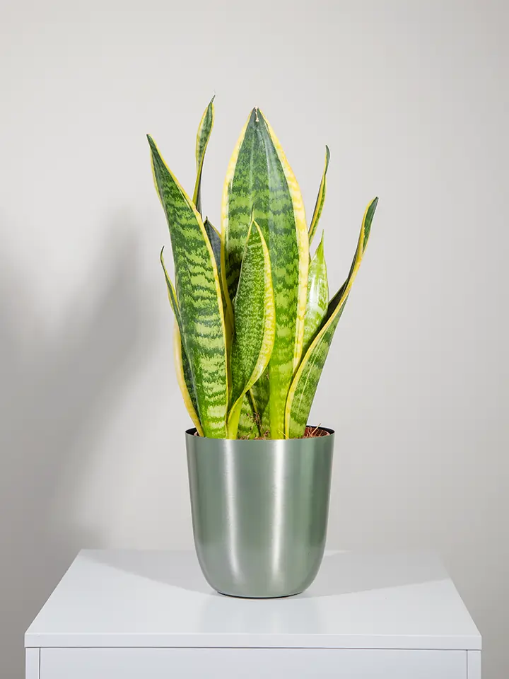 Pianta da interno verde di Sansevieria