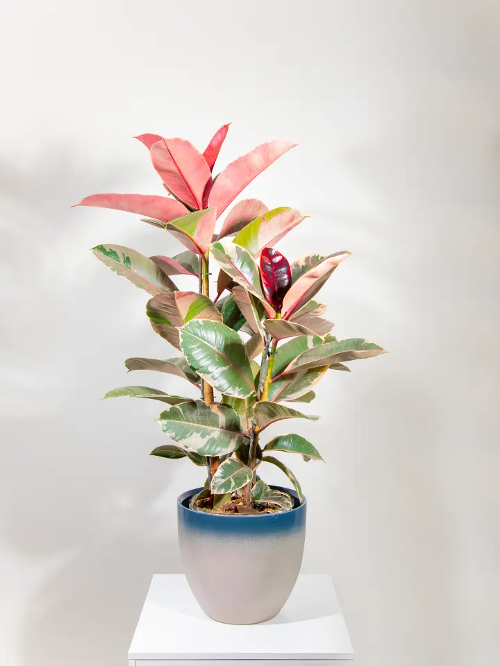 Pianta di Ficus Robusta - Acquista Online | Faxiflora